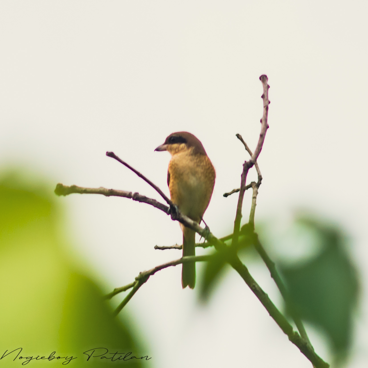 Ibong Tarat | フィリピン旅行専門店