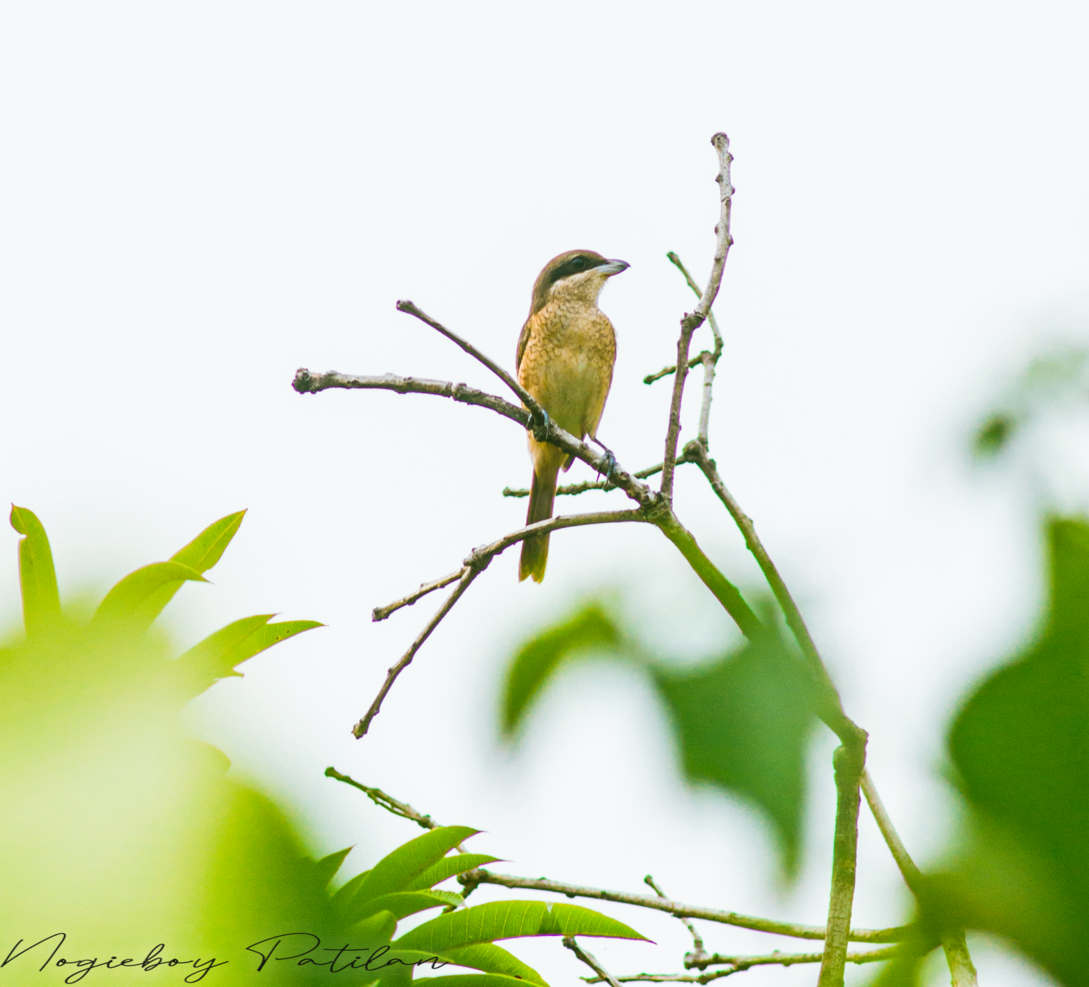 Ibong Tarat | フィリピン旅行専門店