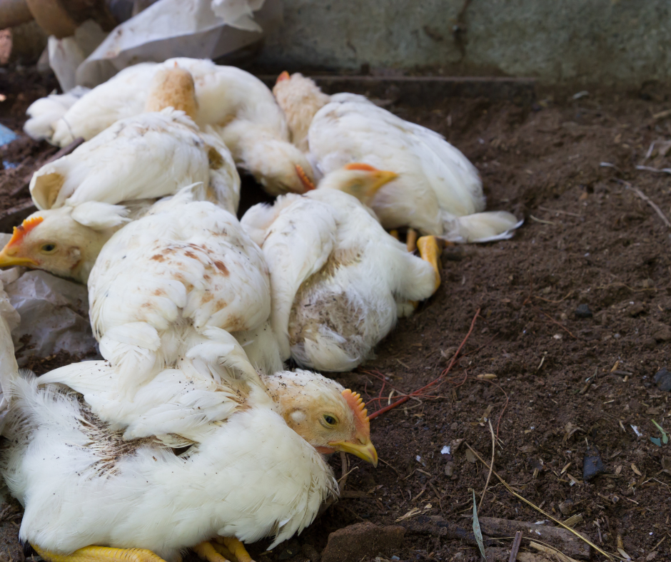 10 MILYONG MANOK KAKATAYIN DAHIL SA BIRD FLU | フィリピン旅行専門店