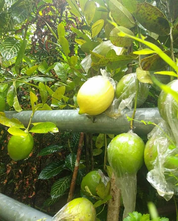 Lemon in our Backyard🍋 | フィリピン旅行専門店