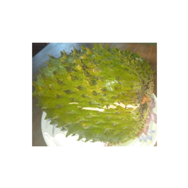 Soursop or Guyabano | フィリピン旅行専門店