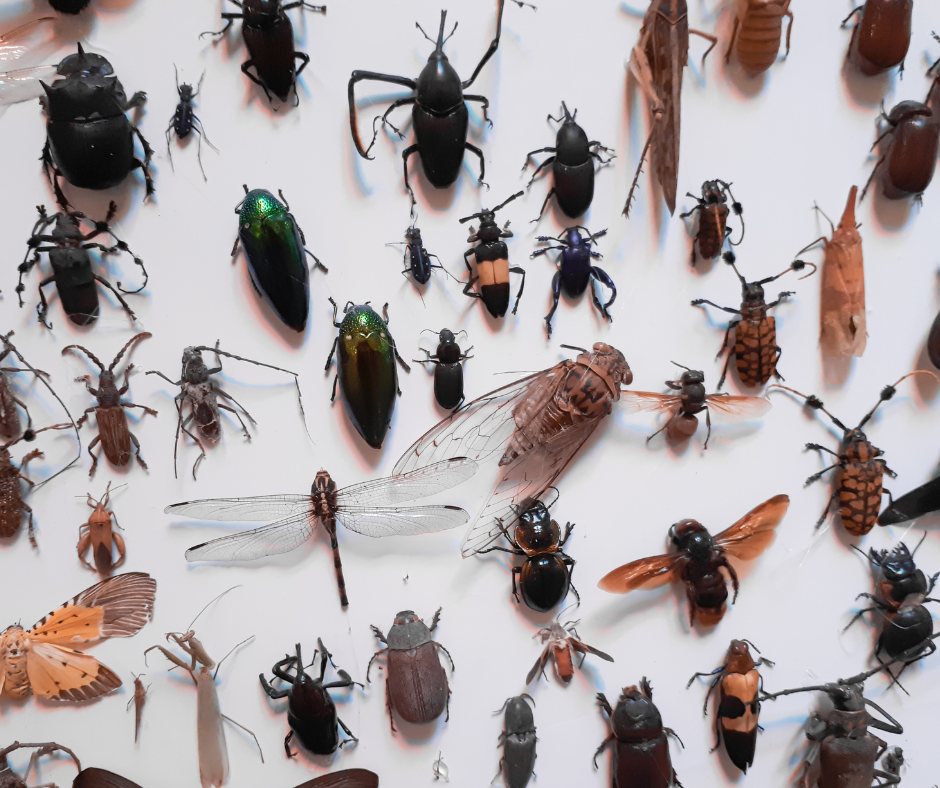 MGA INSEKTO, GAGAWING TOURIST ATTRACTION SA FUKUSHIMA | フィリピン旅行専門店