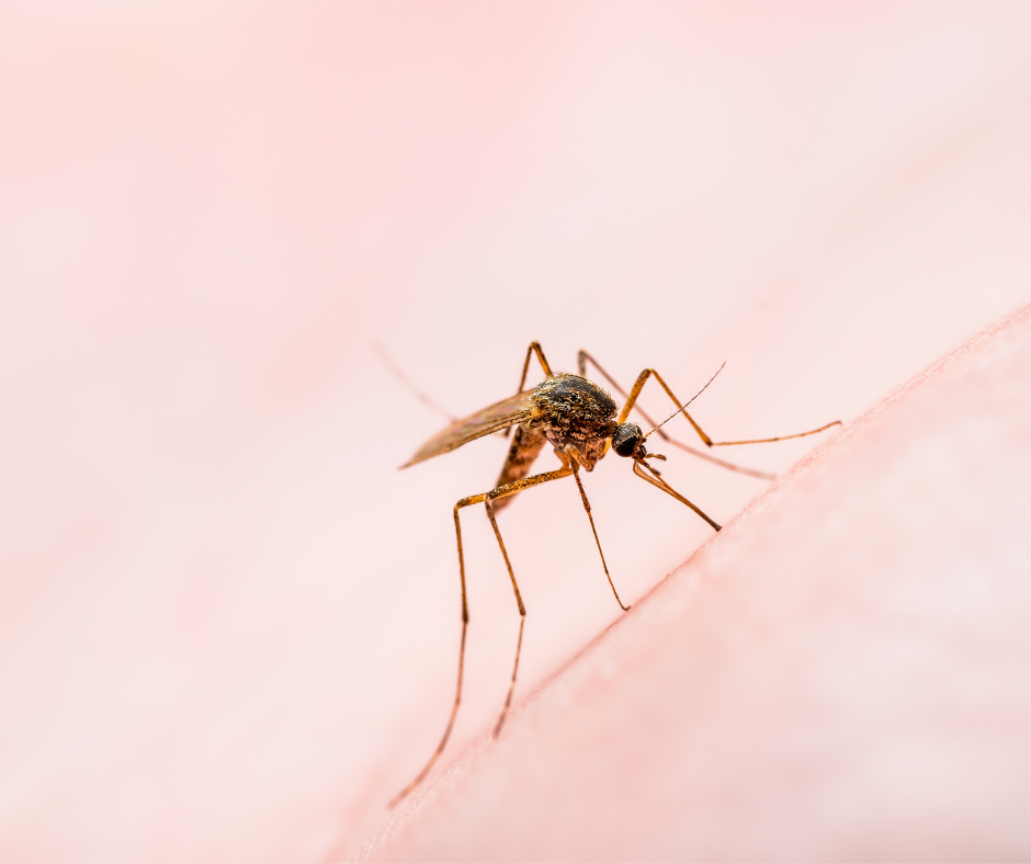 KAGAT NG LAMOK, SANHI NG JAPANESE ENCEPHALITIS SA KUMAMOTO | フィリピン旅行専門店