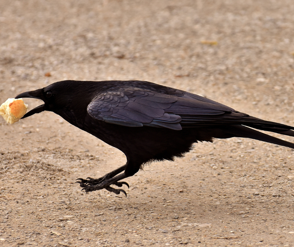 LALAKE NA LUMASON SA 13 UWAK, PINAGMULTA NG KALAHATING MILYONG YEN ...