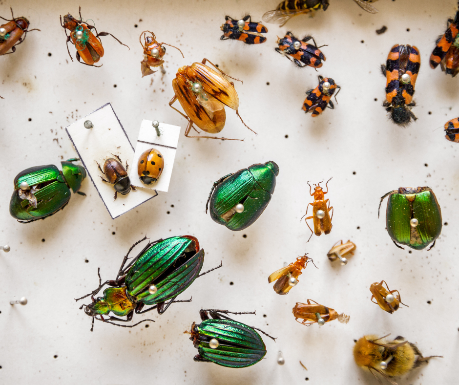 INSECT TOURISM SA FUKUSHIMA, PUMAPATOK SA MGA TURISTA | フィリピン旅行専門店