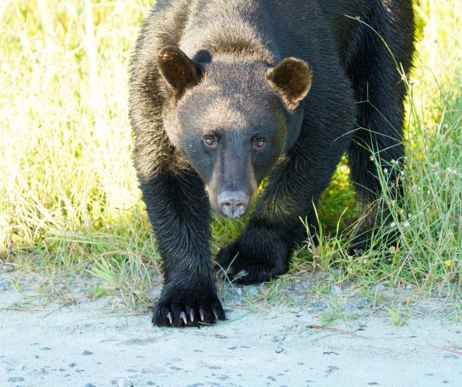INSIDENTE NG PAG-ATAKE NG OSO SA TAO, PINAKAMARAMI SA IWATE | フィリピン旅行専門店