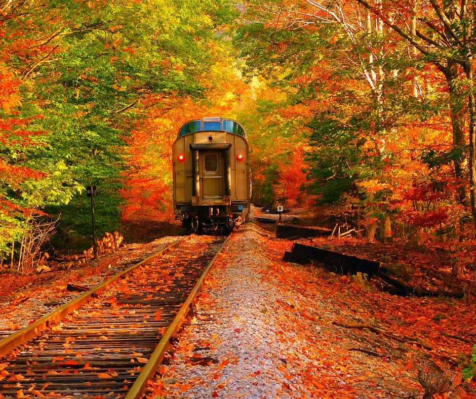 KYOTO MAPLE TREE TUNNEL ILLUMINATION NAGSIMULA NA | フィリピン旅行専門店