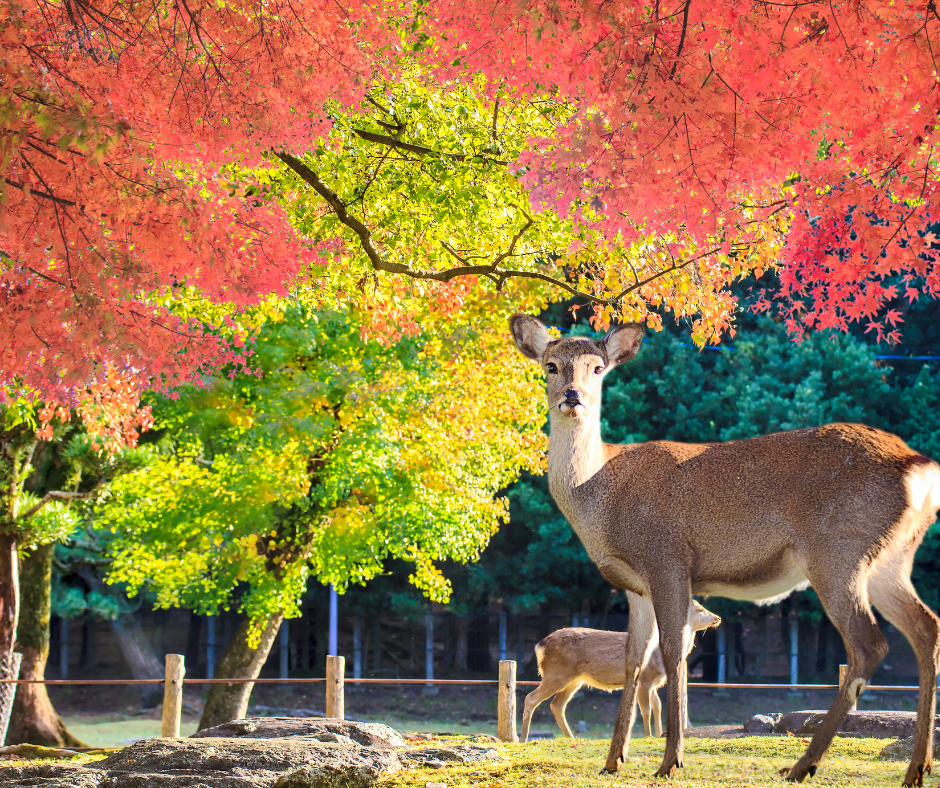 NARA – SHIN-OSAKA COMMUTER EXPRESS “RAKU RAKU YAMATO” MAGBUBUKAS NA ...